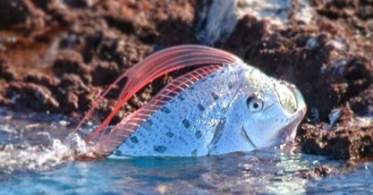 Oarfish ~ Animals World