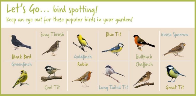 Inside the Wendy House: Encouraging birds into our garden with Wilko