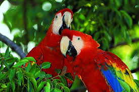 R.B.D. PETEN FLORA Y FAUNA