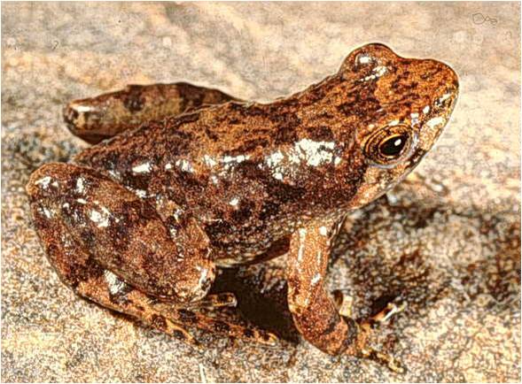 Laberinto en extinción: Rana gloriosa de torrente (Taudactylus diurnus)