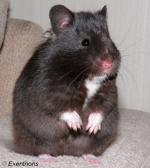 Färger | Guldhamster Hörnan