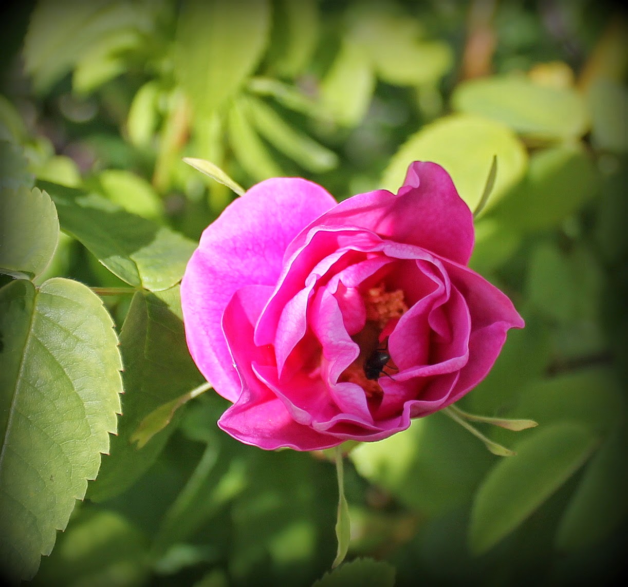 Selätön puutarhuri: Ruusuja