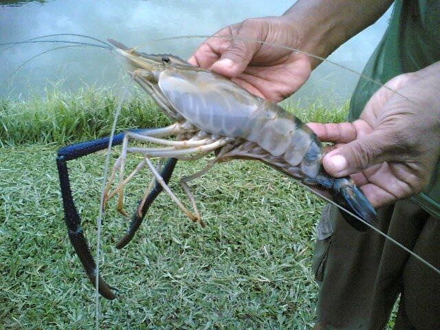 Jenis-Jenis Udang Potensial Dibudidayakan