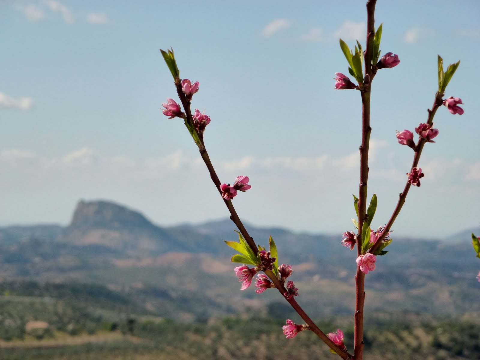 Olvera diary: La primavera ya llegó - Spring has arrived