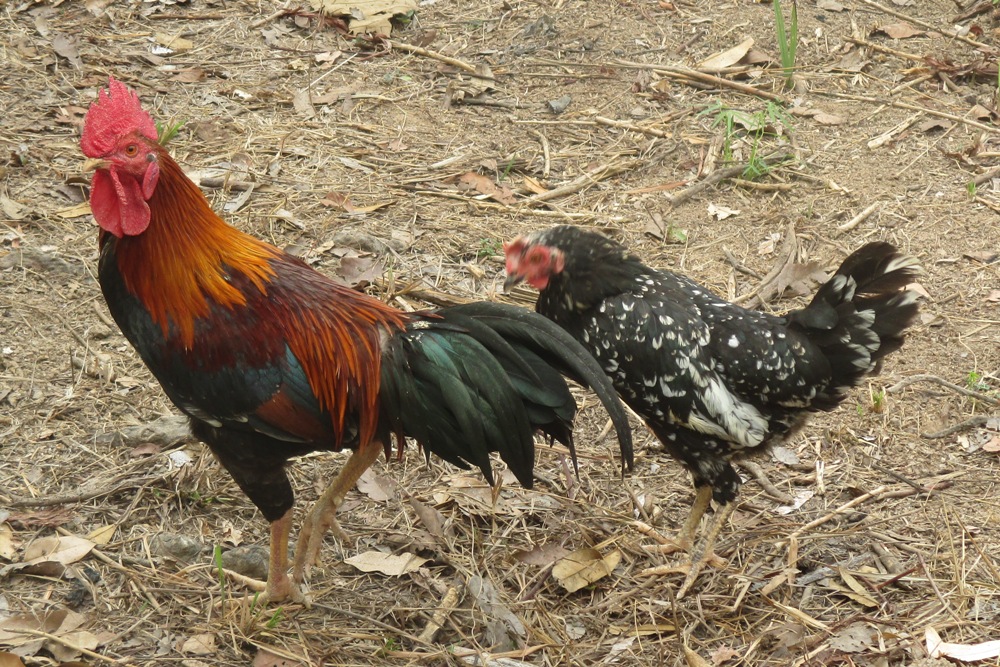 BISNISKU: bibit ayam kampung trenggalek