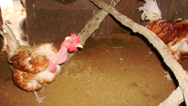 Amatorska hodowla drobiu ozdobnego: Rasy