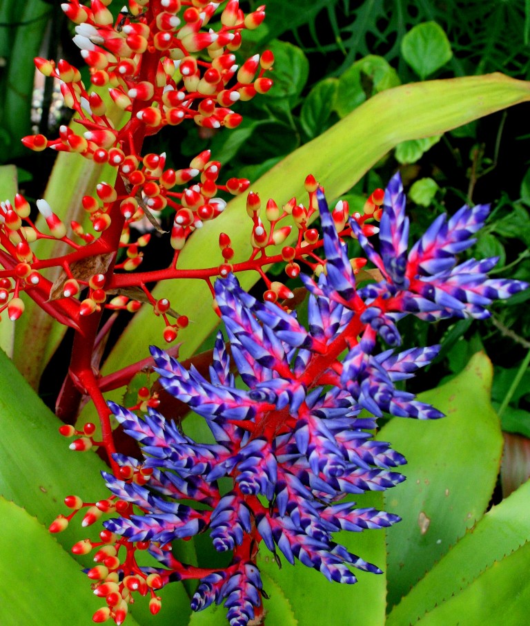 Bromeliad Top Favorites: Aechmea, Billbergia & Other Easy care select ...
