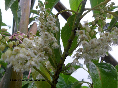 Indian Olive(জলপাই ফুল) - Elaeocarpus floribundus