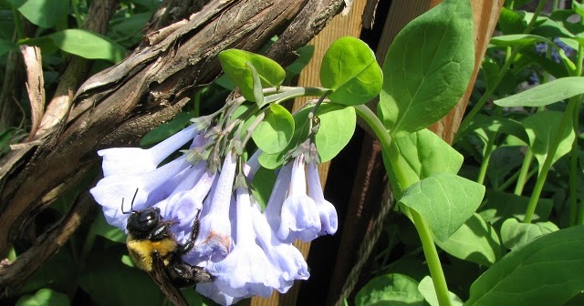 Pollinators: Early Spring Pollinators and their Flowers