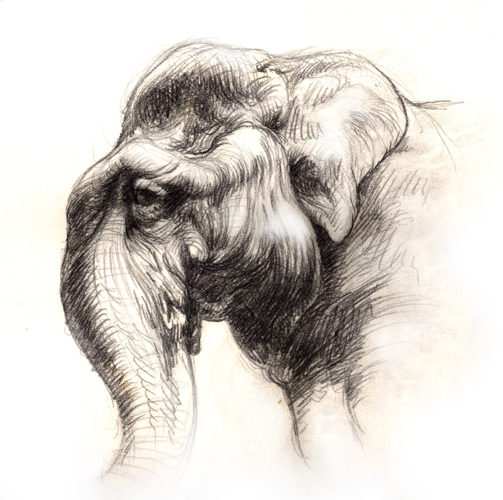 Magellin . Blog: Elephant sketch