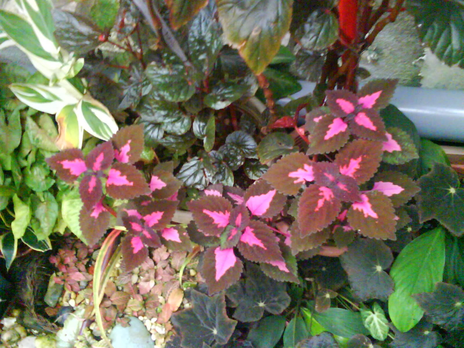 Garden Chronicles of James David: Garden Updates - Part 3