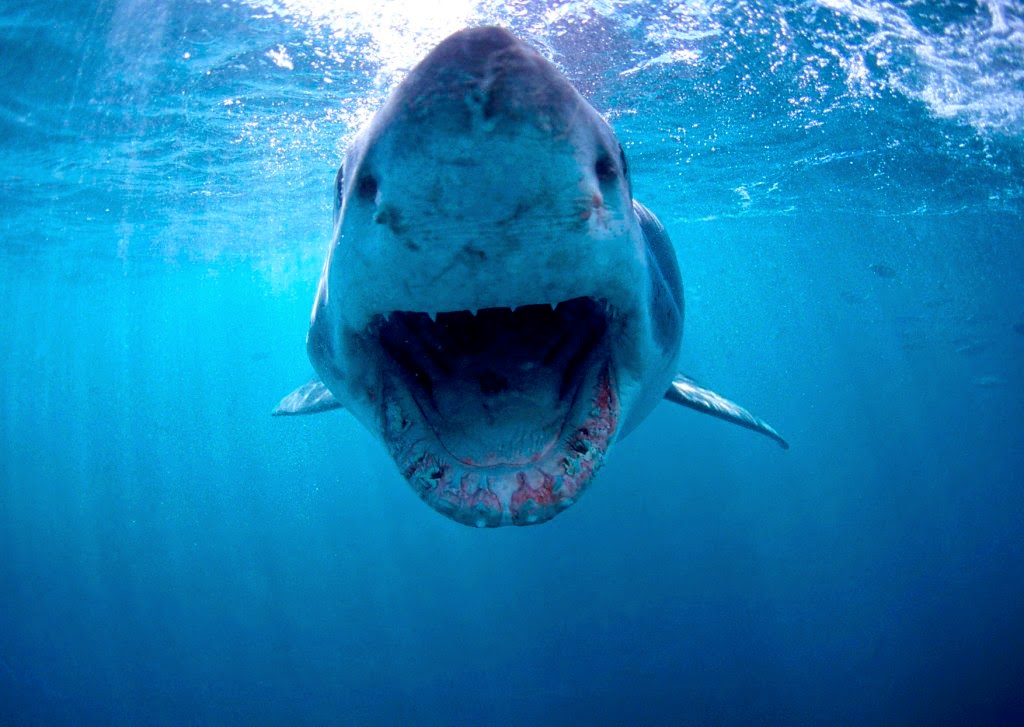 SHARK and LION CHRONICLES