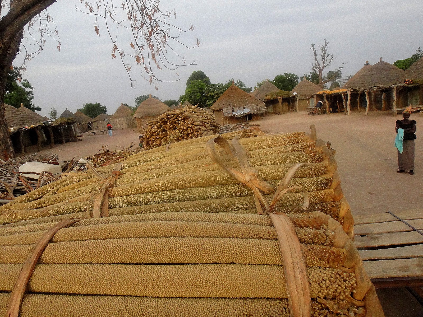 come-se: Espécies comestíveis e úteis no Senegal
