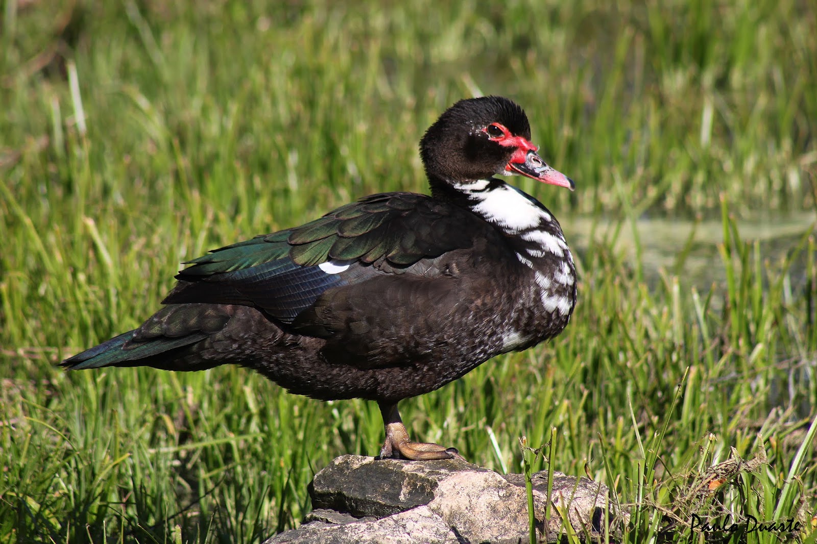 A arte de debicar: Banhos de sol...
