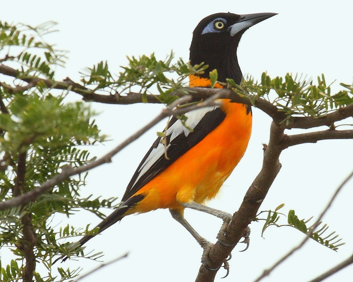 Aves de Venezuela con Historias