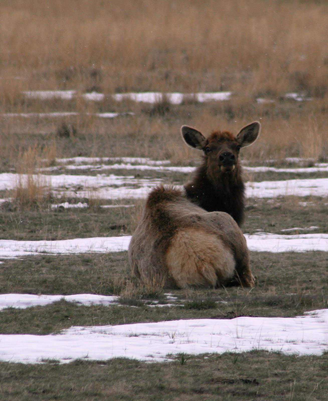 Elk Lake News - Life at a Montana Mountain Lodge