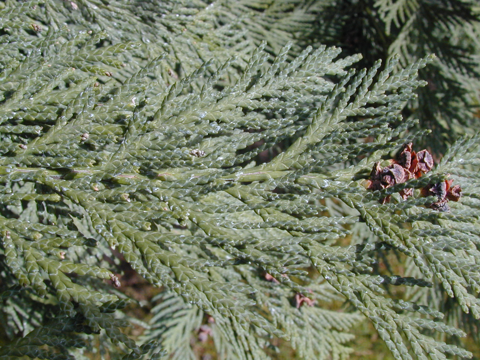 Trees of Santa Cruz County: Chamaecyparis lawsoniana - Lawson falsecypress