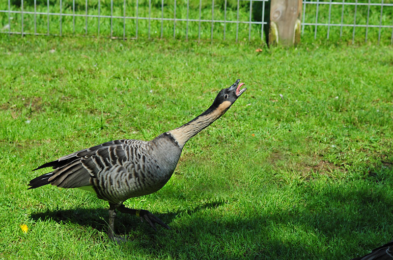 Wildwood Wildlife Park: The Nene Goose Story