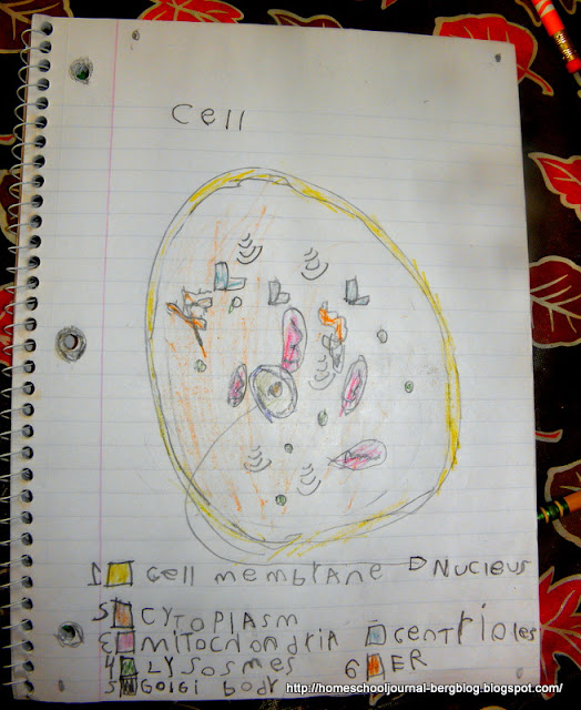 All Things Beautiful: The Cell, Cell Structure and DNA