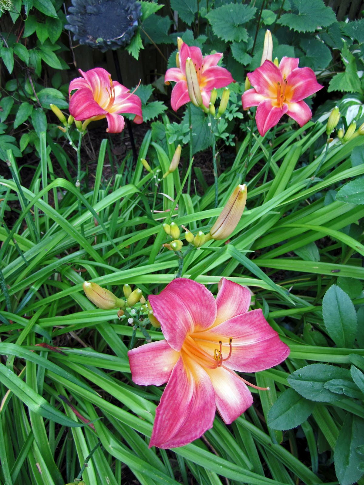 Gatsbys Gardens: Jul 16, 2012