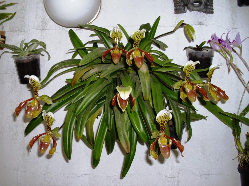 ORQUIDEAS DE MAVIPOL: Paphiopedilum Nitens