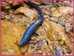 The Universe is Weird : Wonderfully Weird Worms