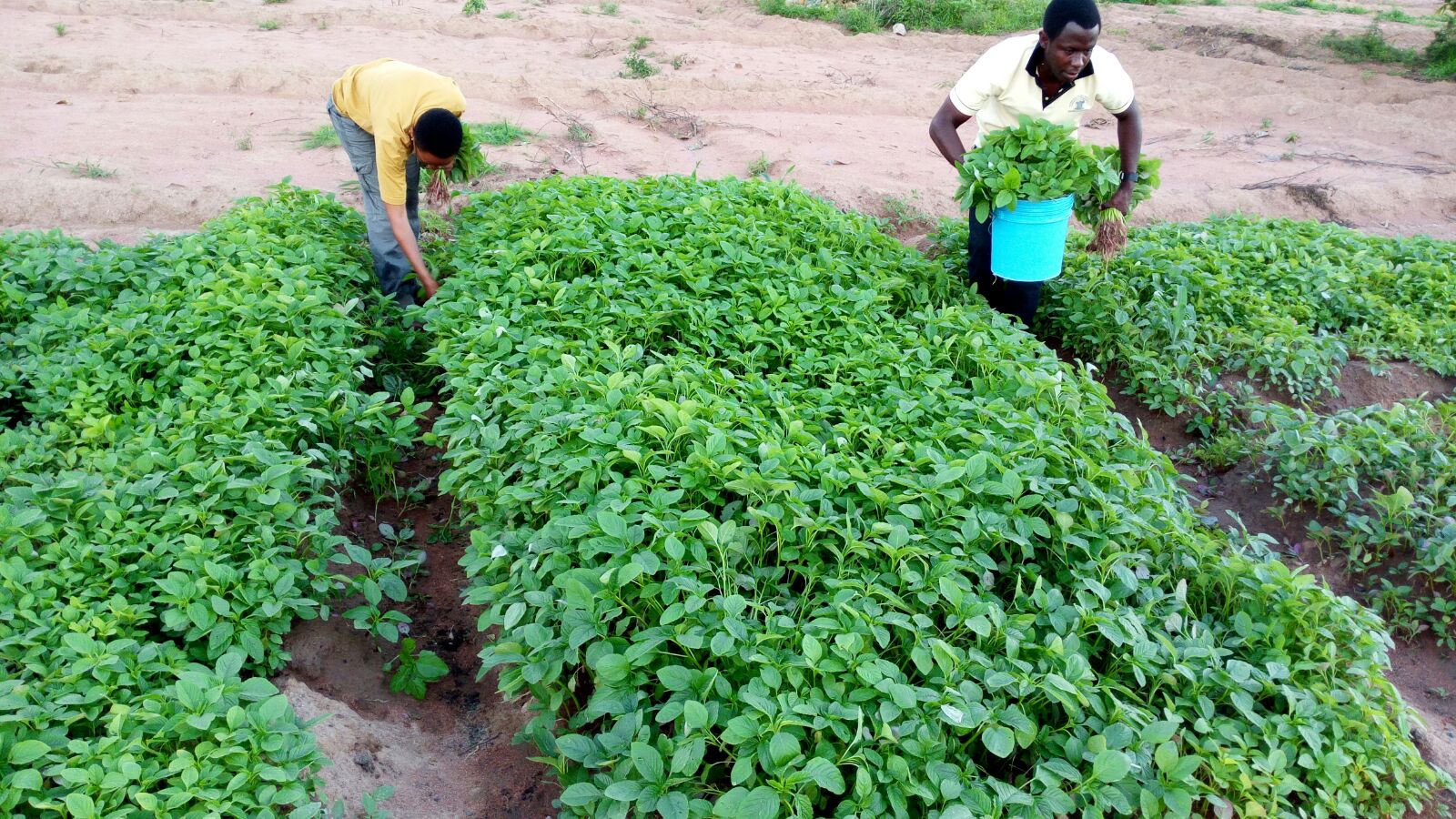 kilimo cha mboga za majani