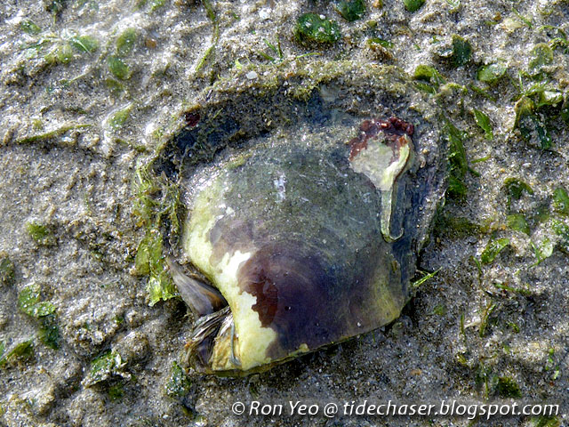 tHE tiDE cHAsER: Pteriomorph Bivalves (Phylum Mollusca: Subclass ...
