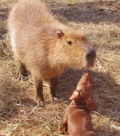 White Wolf : Two Dachshund pups are adopted by a South American rodent ...