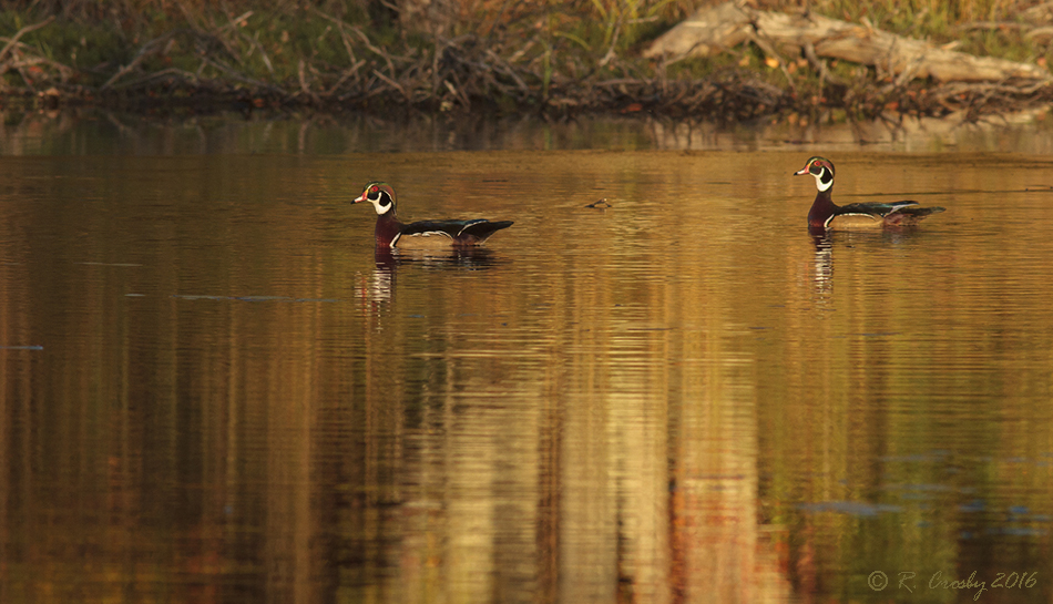 South Shore Birder: Wood Ducks, the Golden Hour and Fall Scenery