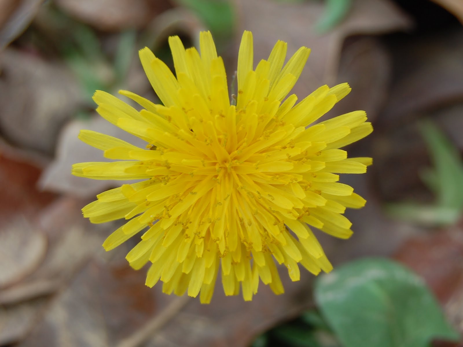 Brenda's "Texas Wild" Garden: Common Dandelion