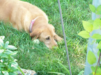 Darla Bennett Designs