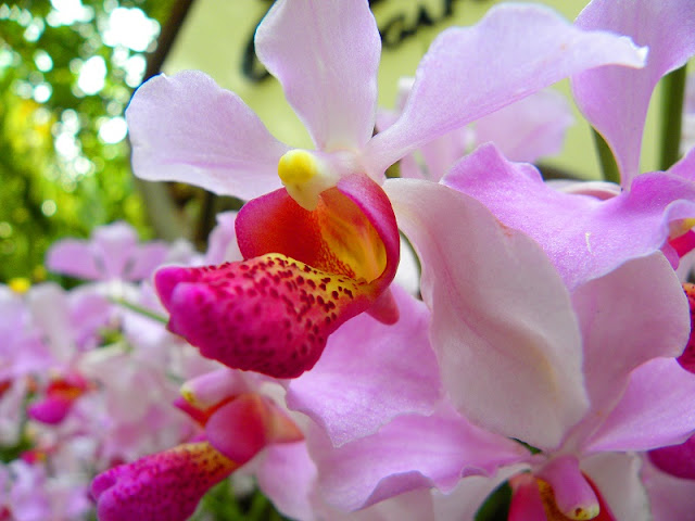 Singapore: Flower!!!