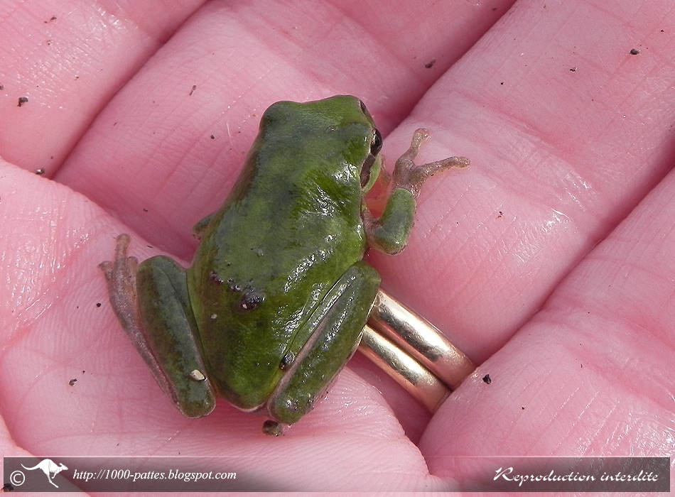 WILDLIFE GATEWAY: Rainette et rainette