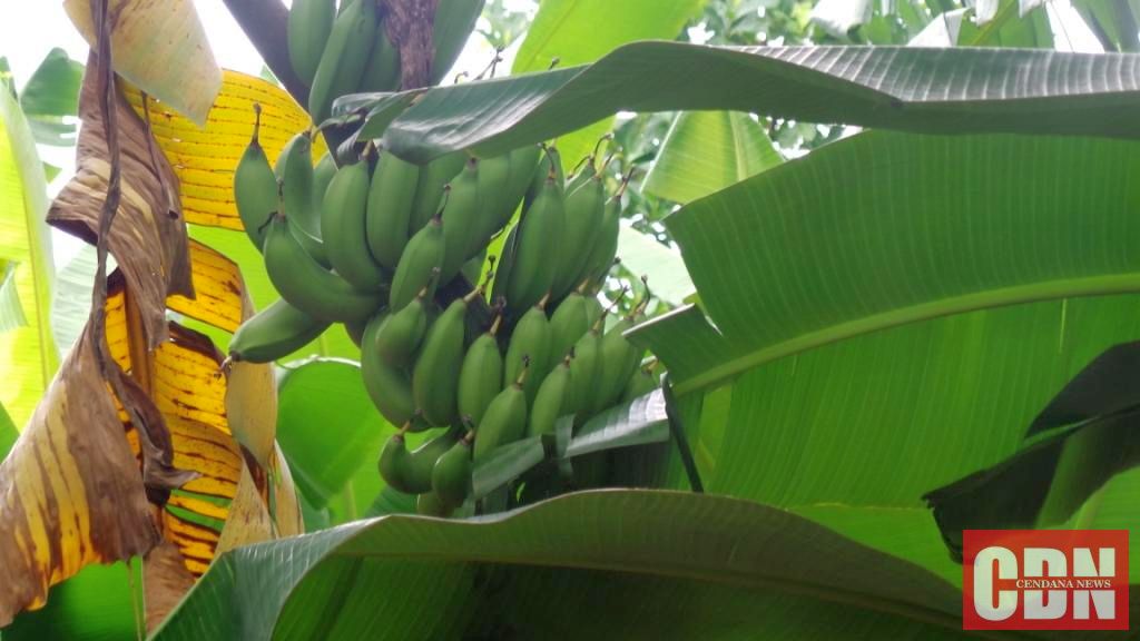 Damandiri Sukses Gali Potensi Pisang Batu di Setu Cipayung – Cendana News