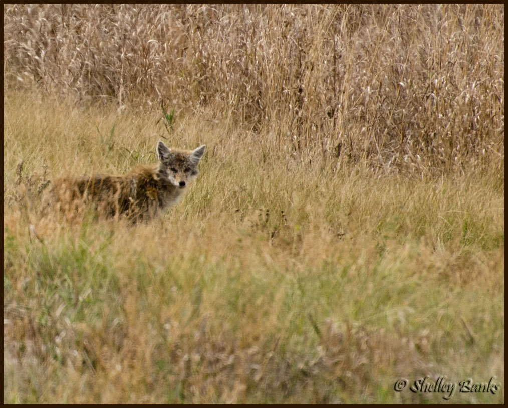 Prairie Nature: Coyote at Condie Nature Refuge