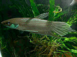 Brown Betta - Betta fusca ~ Nice Betta