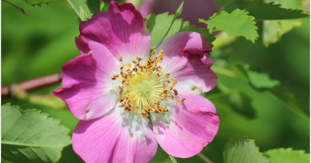 Hallatar : Ruusu on ruusu on...