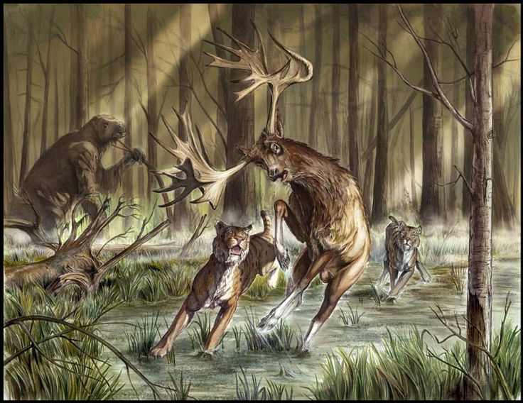 Ms. Aurelia - ACC Social Studies Grade 5: October 2017