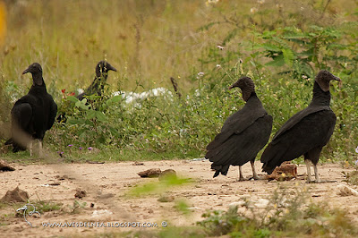 Animales de la Madre Tierra: El zamuro o buitre americano, muy feo ...