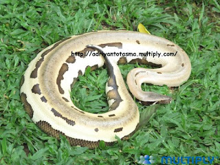 Blood Python - Dipong - Python curtus ~ Reptilers