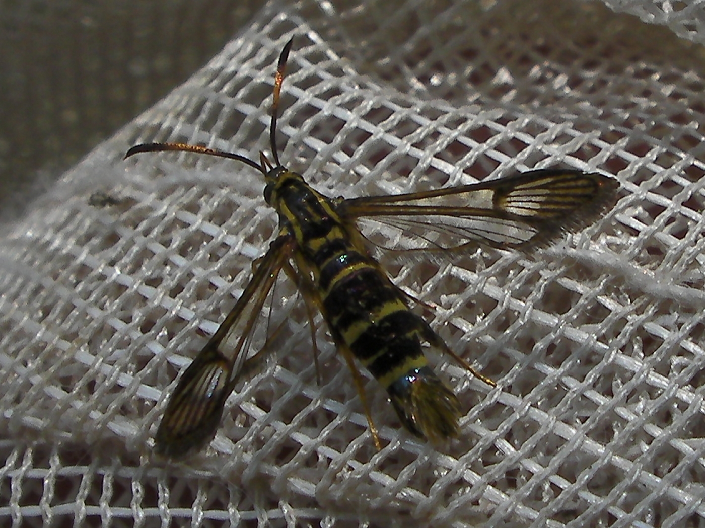 Quaoar Power Zoo: clearwing moth (Carmenta sp.) - Montezuma, Costa Rica