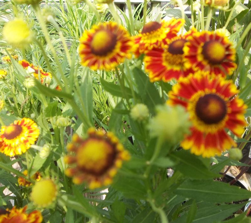 Future Plants by Randy Stewart: Helenium