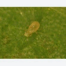 Plantactiva GrowShop: Lucha biológica BioBest