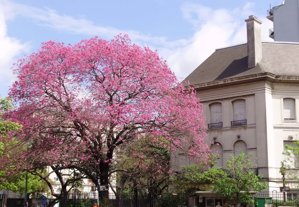 Lapacho trees in bloom Spring 2017 | My Buenos Aires Travel Guide