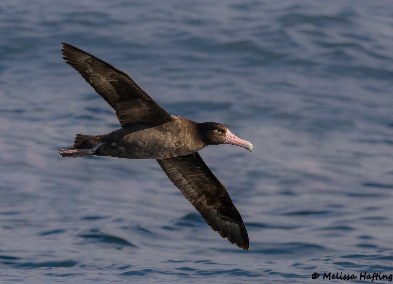 BC Rare Bird Alert: RBA: 3 SHORT-TAILED ALBATROSSES off Tofino - March 24th