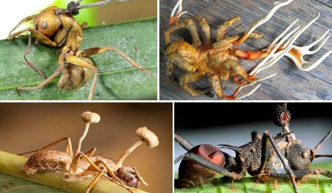 Insect Mind Control: The Fungus that Turns insects into Zombies ...