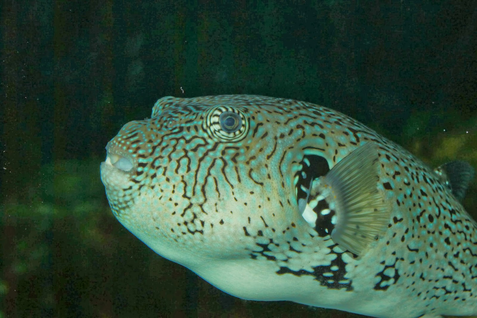 FELIPECHE VIDEO: Poisson globe des profondeurs de la mer rouge