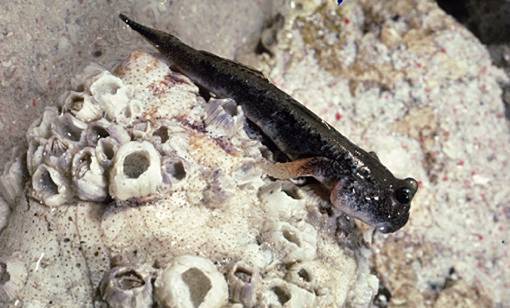 Saltarín del fango | Naturaleza asombrosa, maravillas naturales