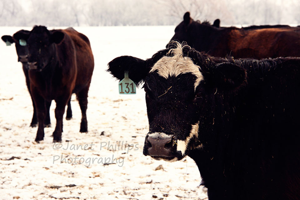 A Farm Wife's Life: Feedin' Cattle in the Snow